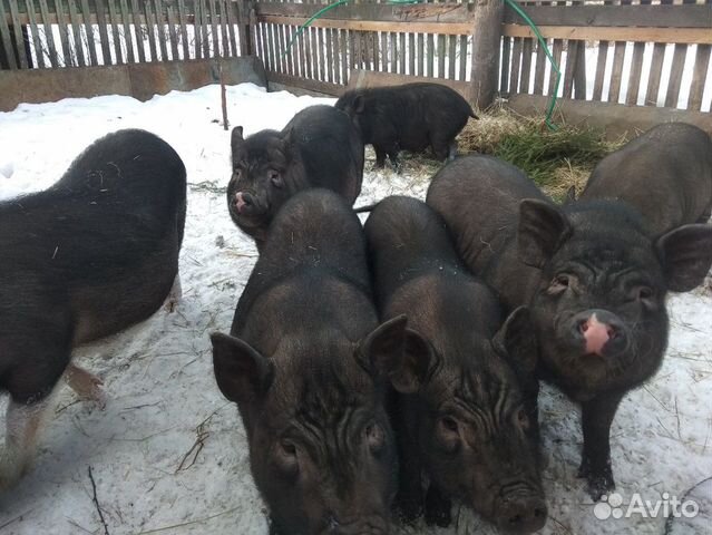 Вьетнамские-вислобрюхие свиноматки