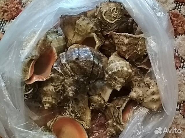 Ракушки рапанов лакированные