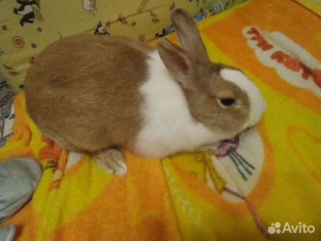 Декоротивный французский кролик