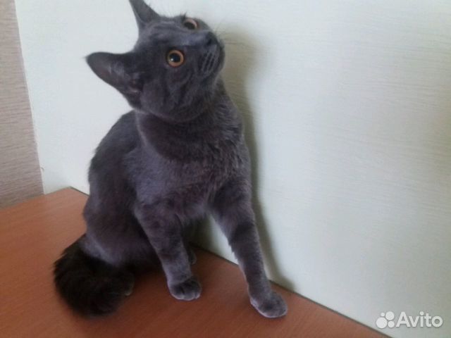 Кот шартрез (французская картезианская)