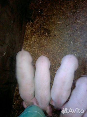 Поросята см1