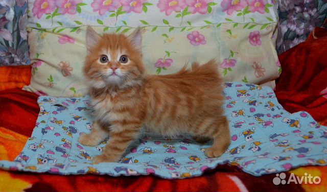 Отдам/продам котенка курильского бобтейла