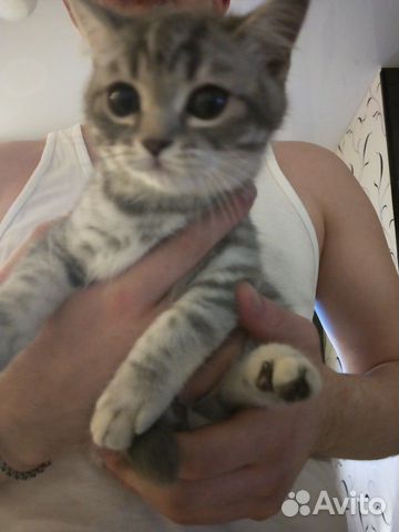 Кошка
