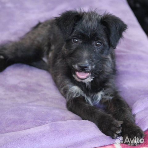 Мантис в добрые руки