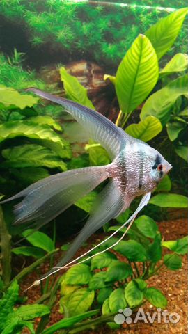 Голубые жемчужные скалярии