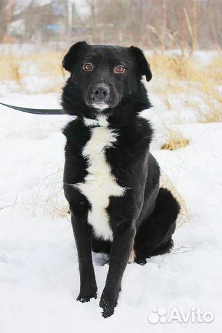 Маленький добрый пес Трэвис в добрые руки