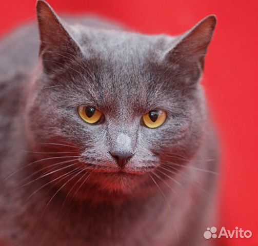 Русская голубая