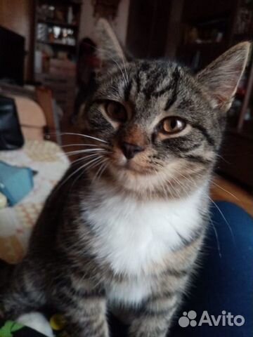 Котенок 6,5 месяцев ищет свой дом. Очень общительн