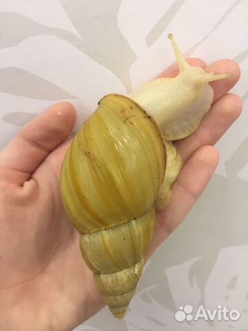 Улитки Ахитины