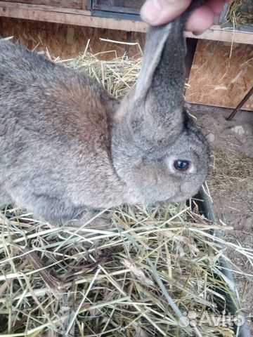 Кролики самцы и самочки