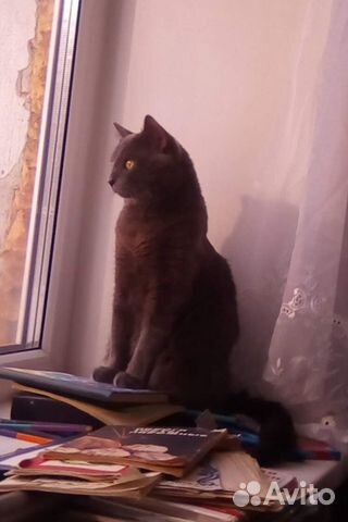 Кот