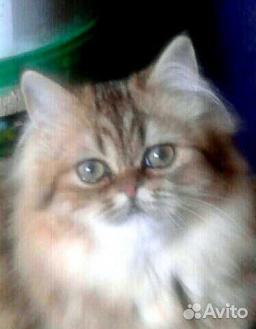 Котик золотая шиншилла 5 мес