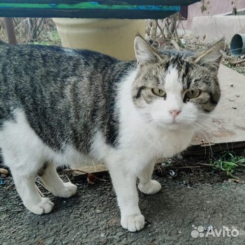Обычная кошка