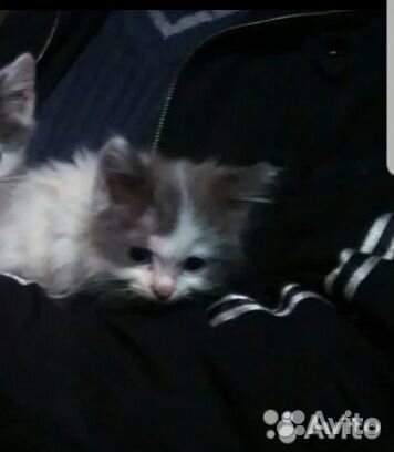 Котенок