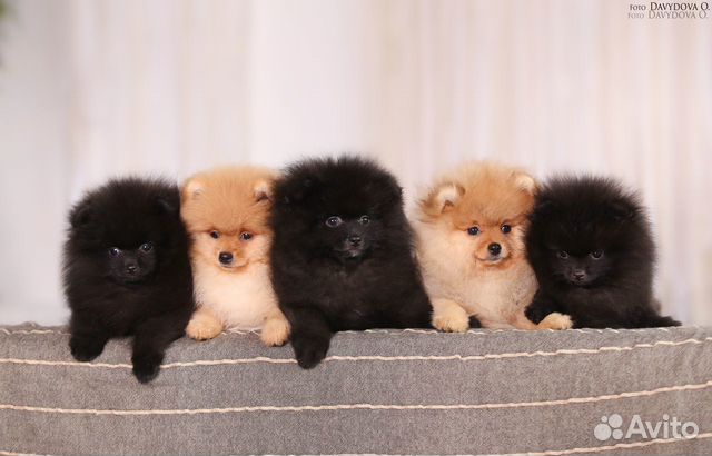 Мальчики и Девочки РКФ