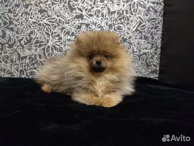 Девочка померанского шпица