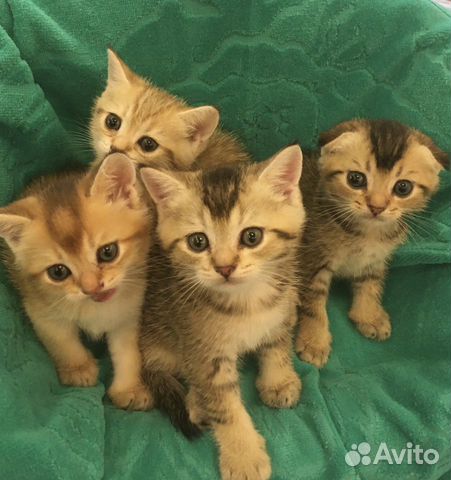 Шотландские котята