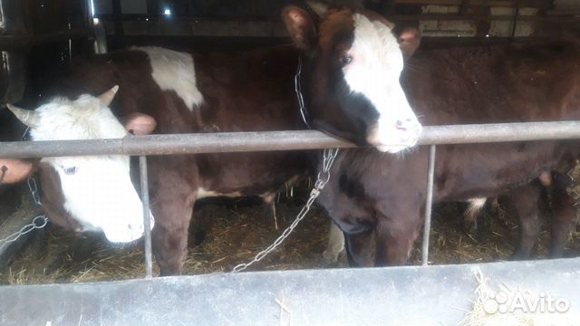 Бычки и телки, цена договорная откорм 10голов