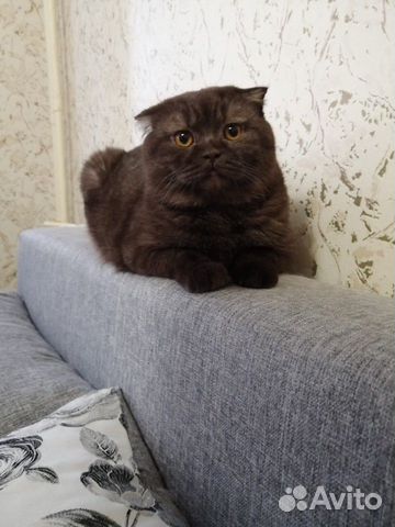 Шотландский (скотиш-фолд) красавчик вязка