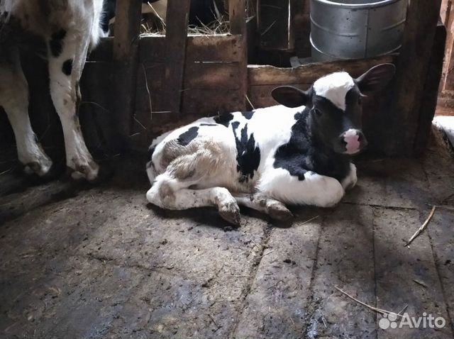 Продам телочку
