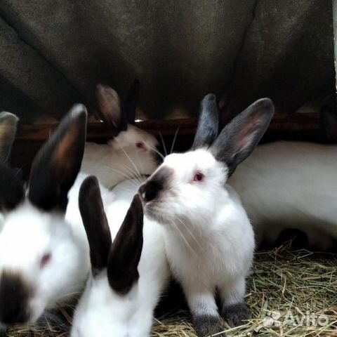 Крольчата