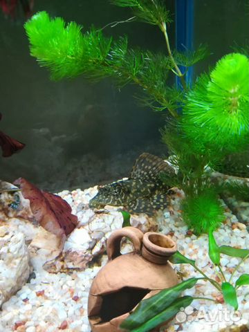 Рыба сом птеригоплихт