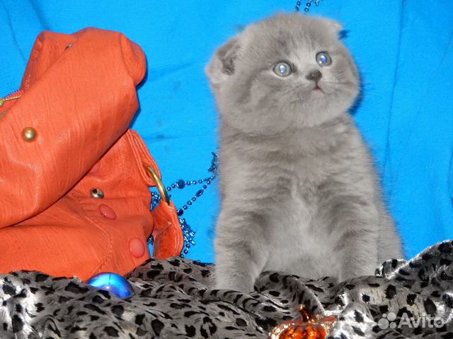 Шотландские вислоухие котята