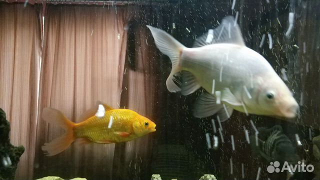 3 Рыбки Кометы крупные 15-18см