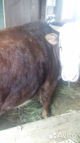 Бычок на мясо или докорм