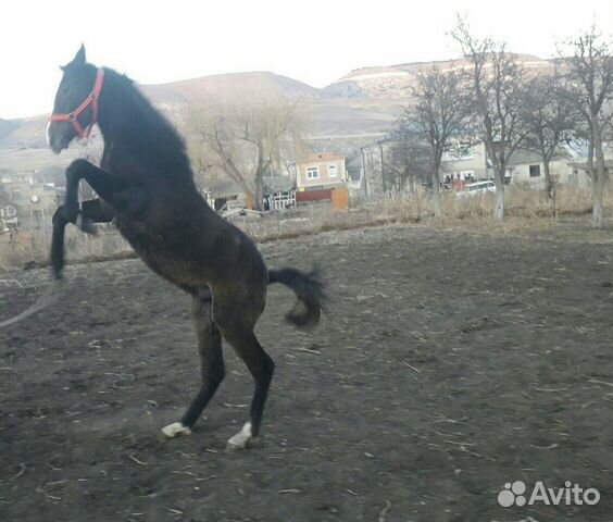 Англо-Араб жеребчик