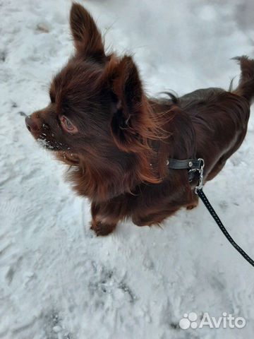 Чих желает познакомиться