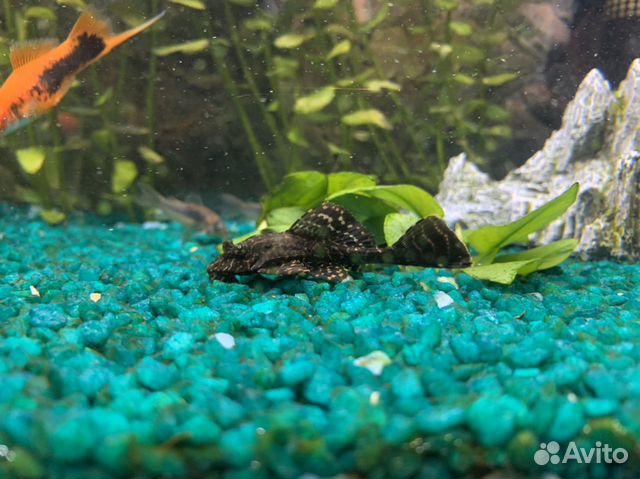 Отдам бесплатно птеригоплихта