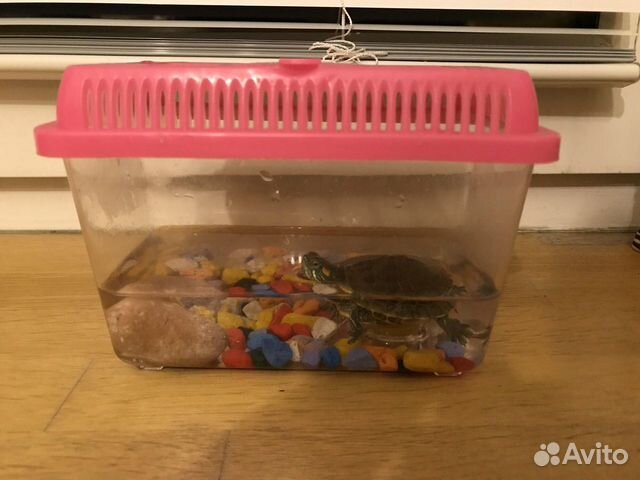 Красноухая черепаха