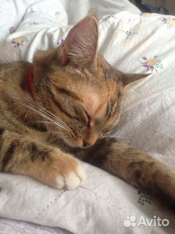 Кошка