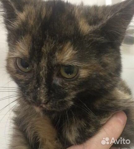 Котенок в добрые руки