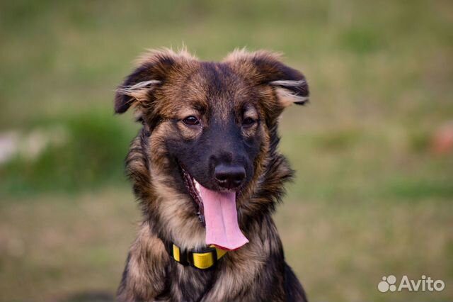 Грета ищет дом