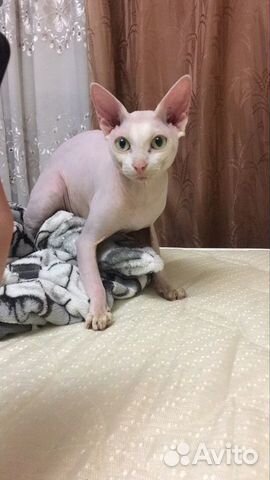 Канадский сфинкс