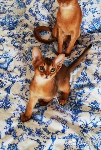 Абиссинская