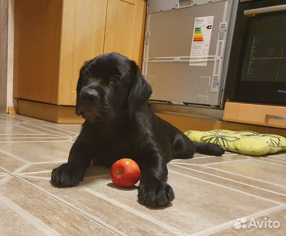 Лучшие щенки лабрадора от Чемпионов.Питомник РКФ