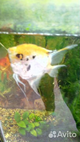 Скалярия кои, самец