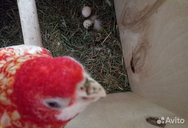 Попугаи породы розелла