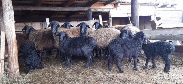 Бараны и барашки