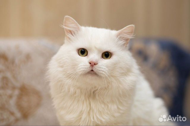 Кот Арчик ищет добрые сердца