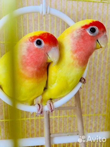 Попугаи неразлучники. Попугай Фишера.Самка и самец