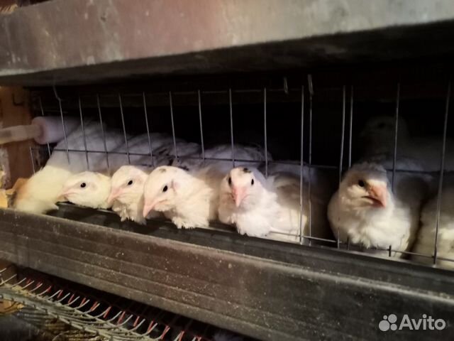 Перепела самцы