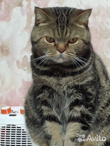 Персюша, добрый котэ