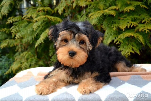 Стандартный мальчик 3 месяца