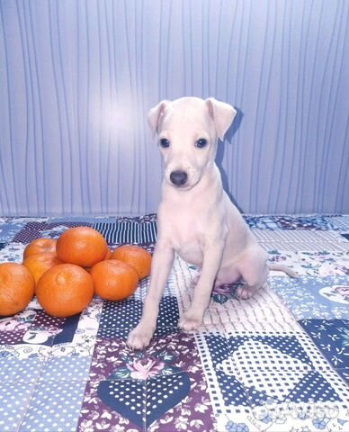 Левретка, мальчик