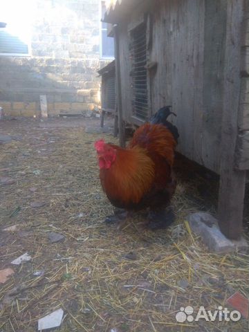 Петух брама