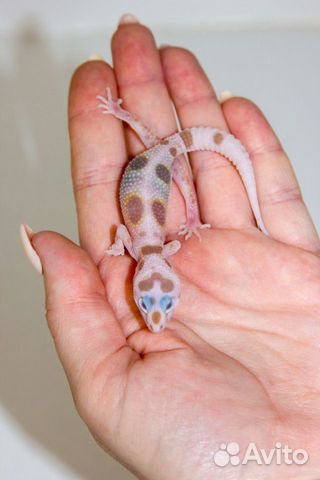 Эублефар msta Enigma het eclipse